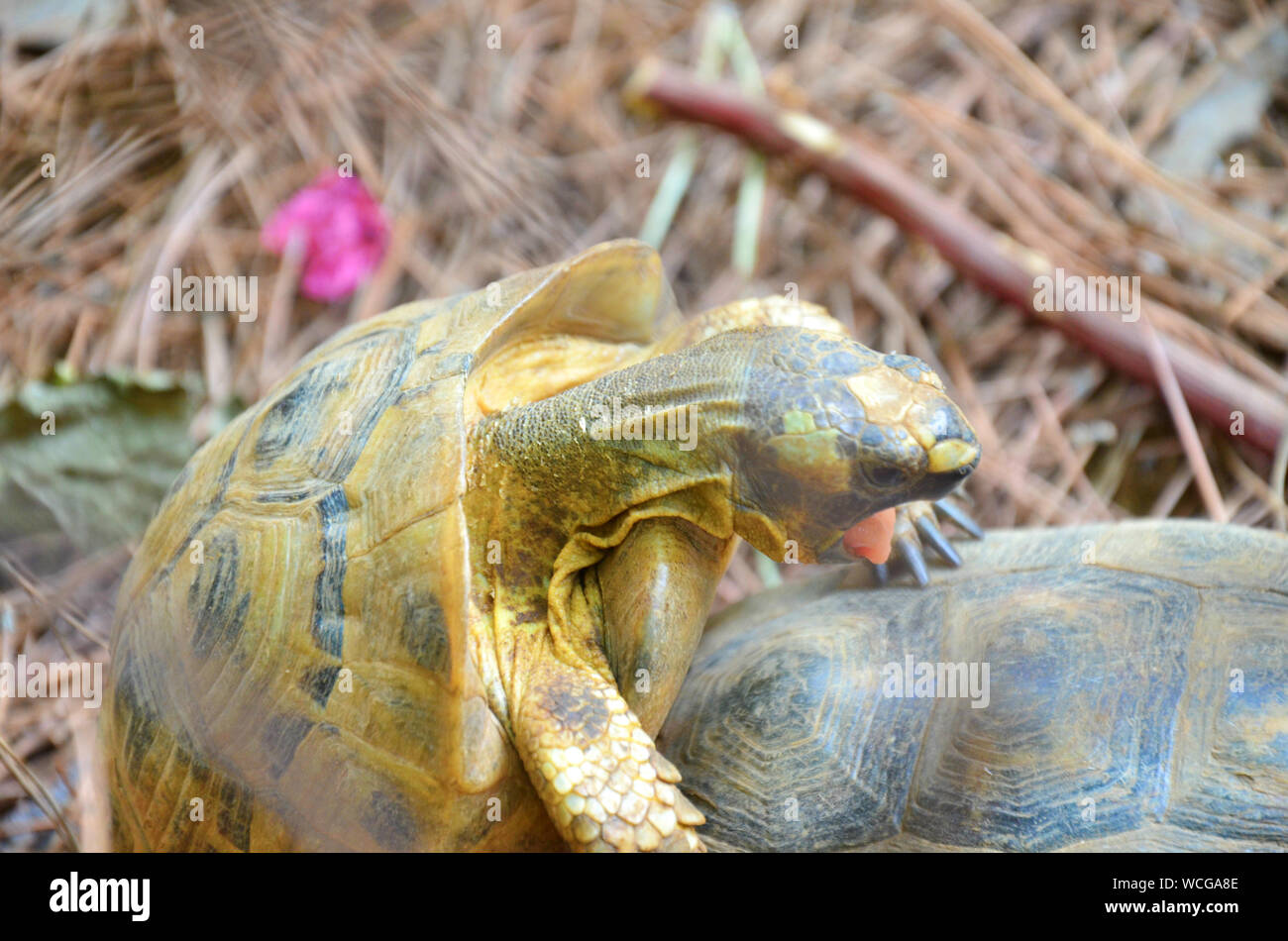 Turtles Mating High Resolution Stock Photography and Images - Alamy