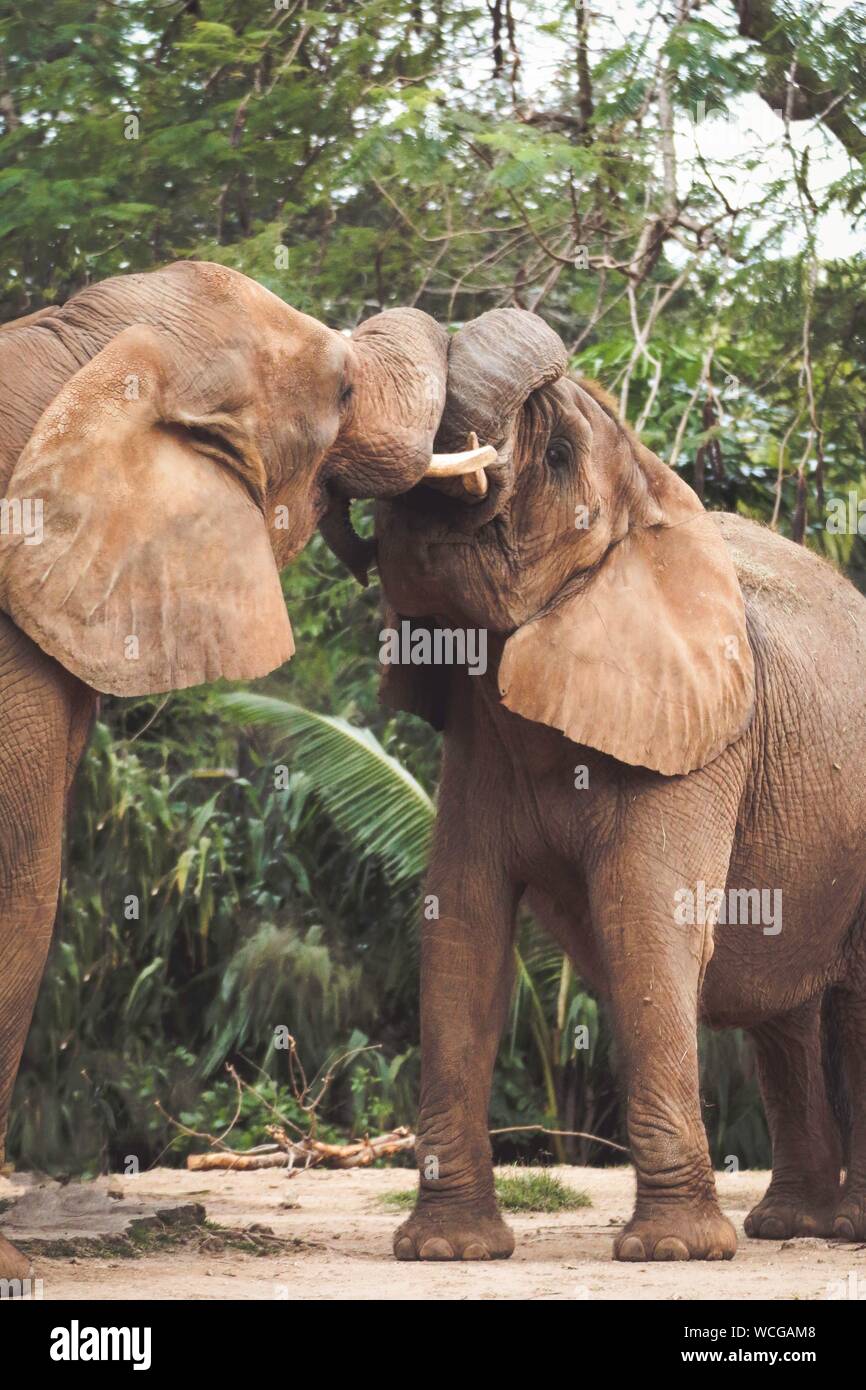 Elephant Fighting High Resolution Stock Photography and Images - Alamy