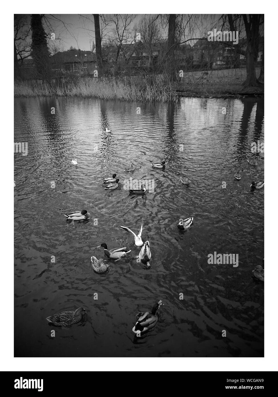 High angle birds view Cut Out Stock Images & Pictures - Alamy