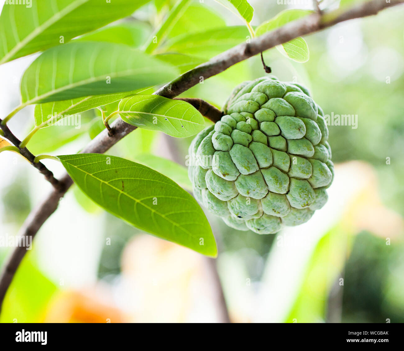 Custard Apple Tree Stock Photos & Custard Apple Tree Stock Images - Alamy