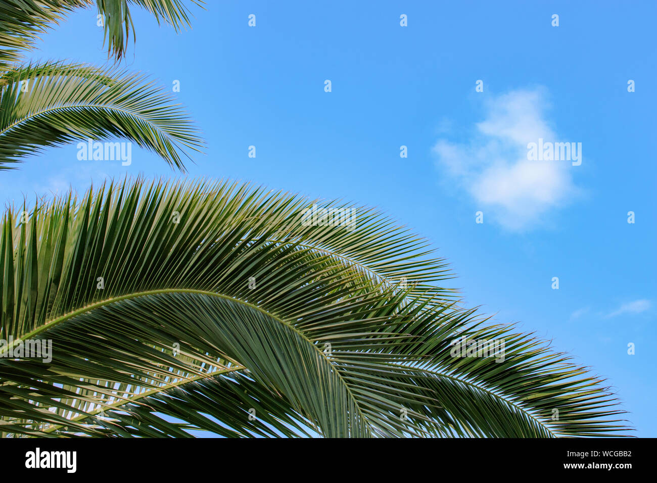 palm tree nature background blue sky Stock Photo - Alamy