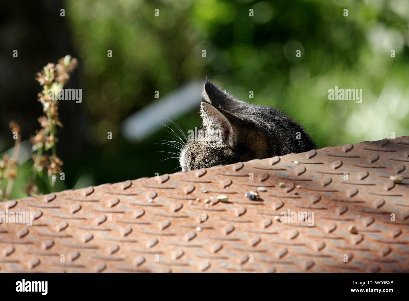 Cat ears hi-res stock photography and images - Alamy