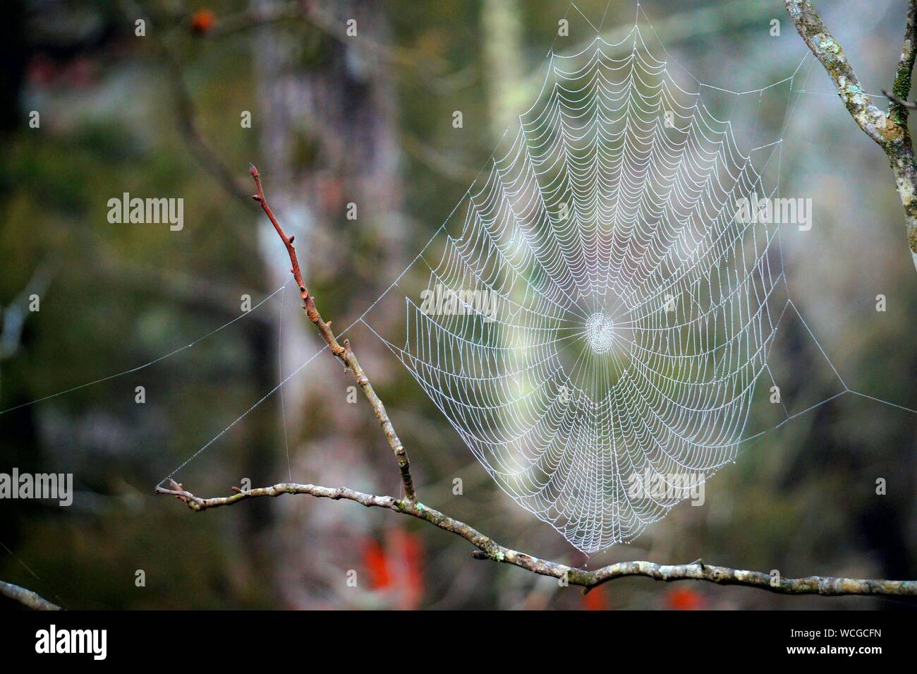 Branch and web spider hi-res stock photography and images - Alamy