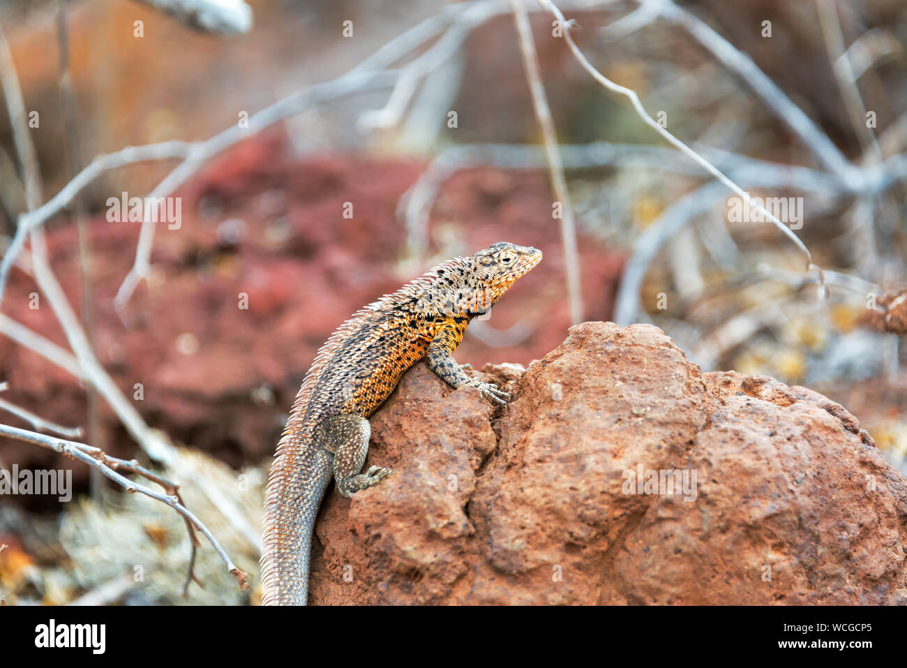 Lizard On Stick High Resolution Stock Photography and Images - Alamy
