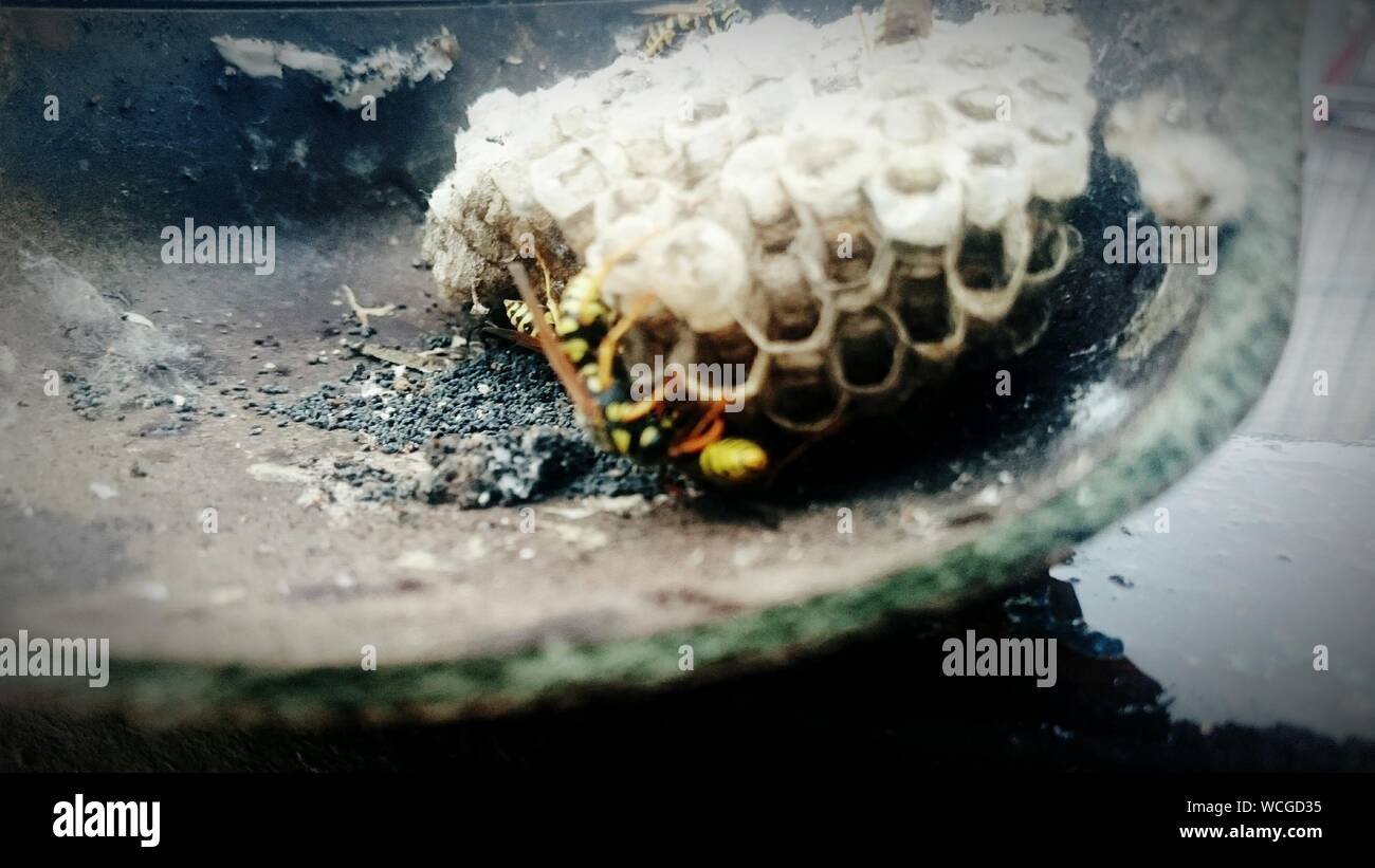 Stone nest hi-res stock photography and images - Alamy