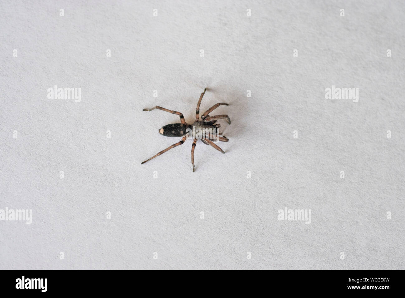 Closeup of spider fangs hi-res stock photography and images - Alamy