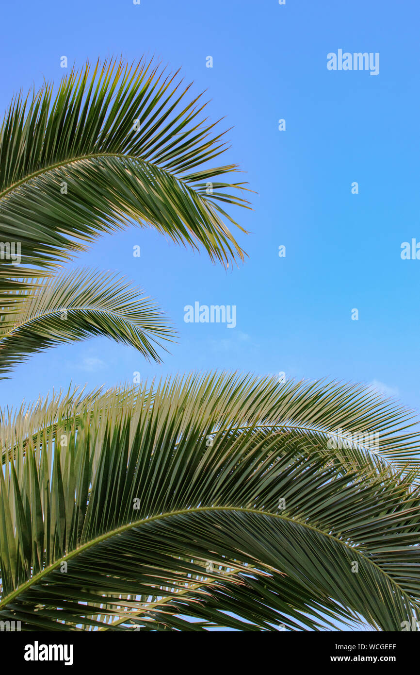 palm tree nature background blue sky Stock Photo - Alamy