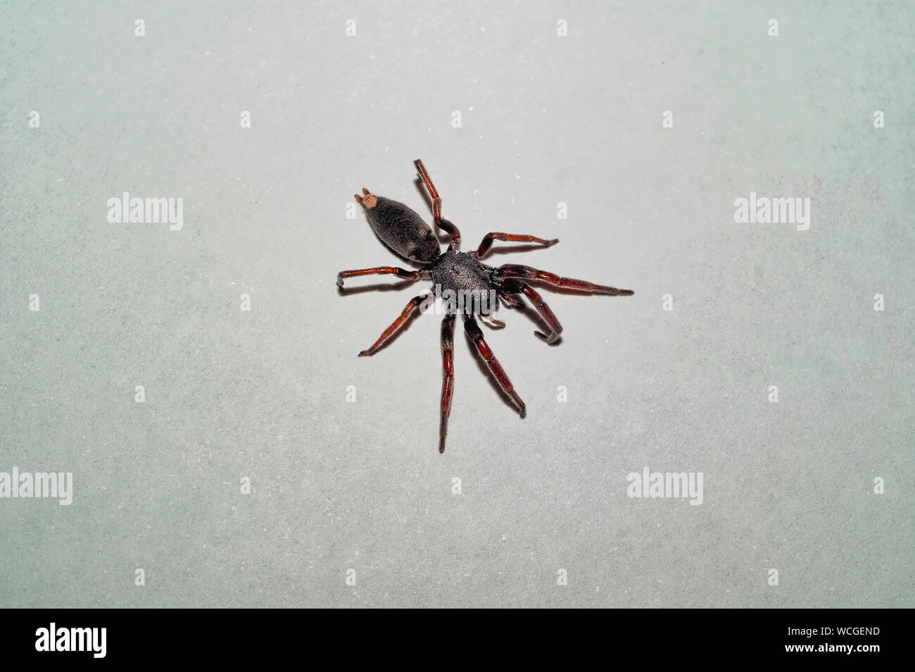 Ulceration hi-res stock photography and images - Alamy