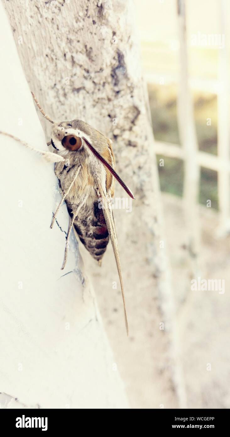 Moth on white wall hi-res stock photography and images - Alamy