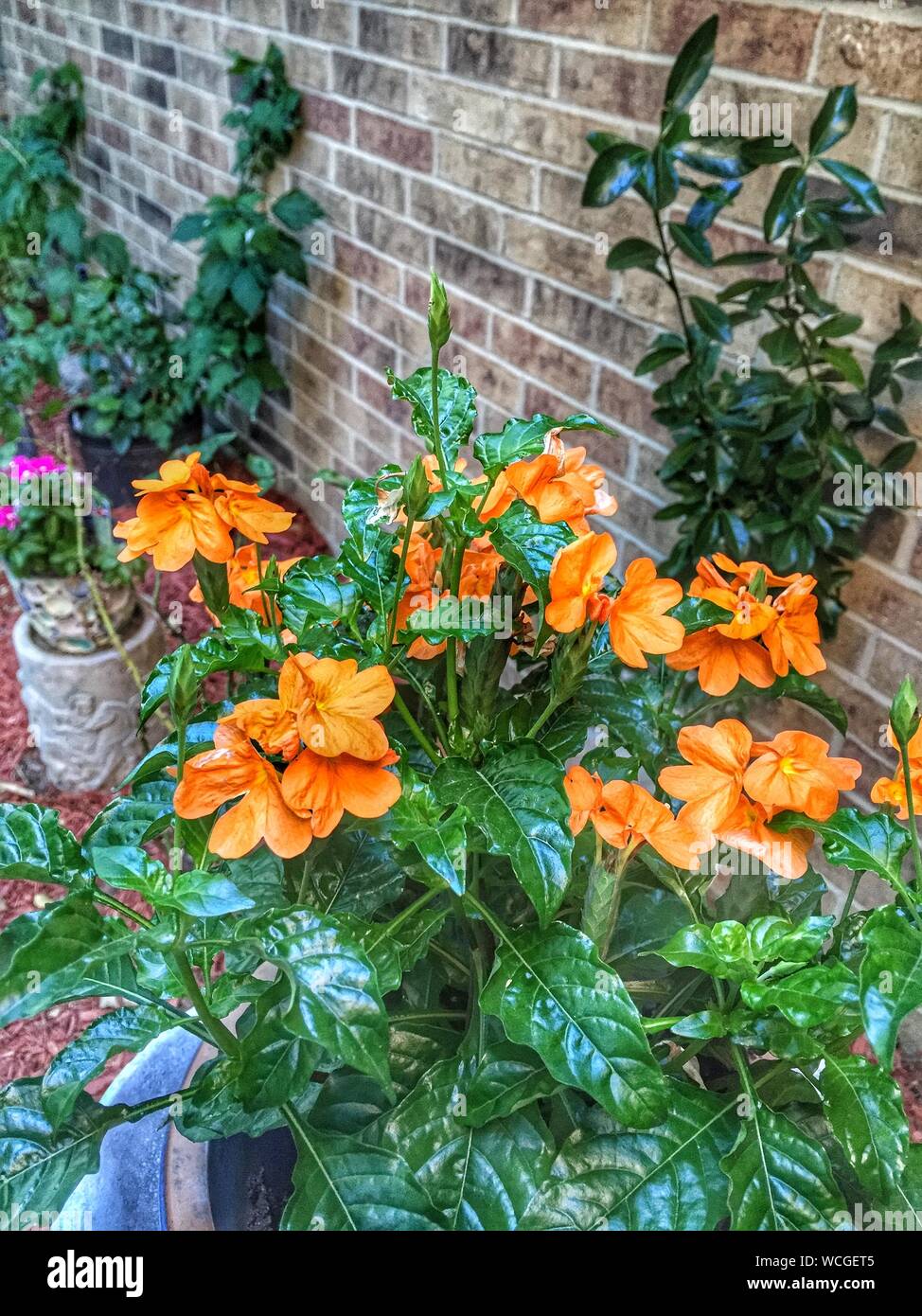 Crossandra hi-res stock photography and images - Alamy