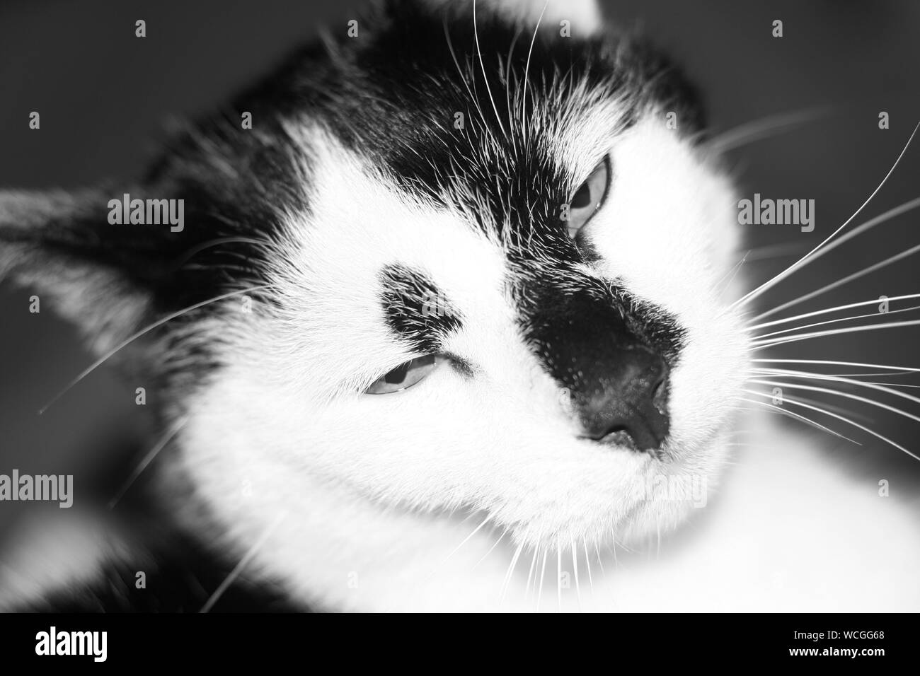 Head he cat hi-res stock photography and images - Alamy