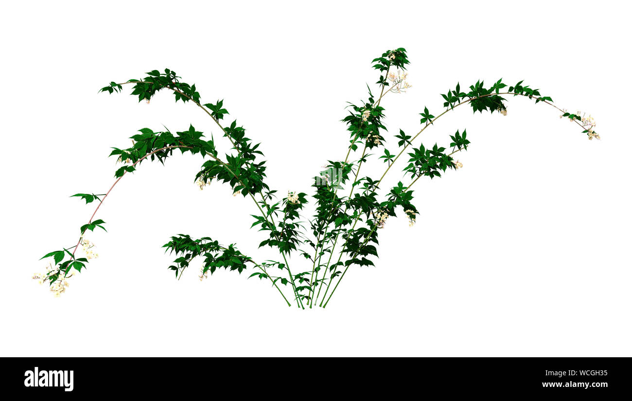 3D rendering of a bramble plant with flowers isolated on white ...