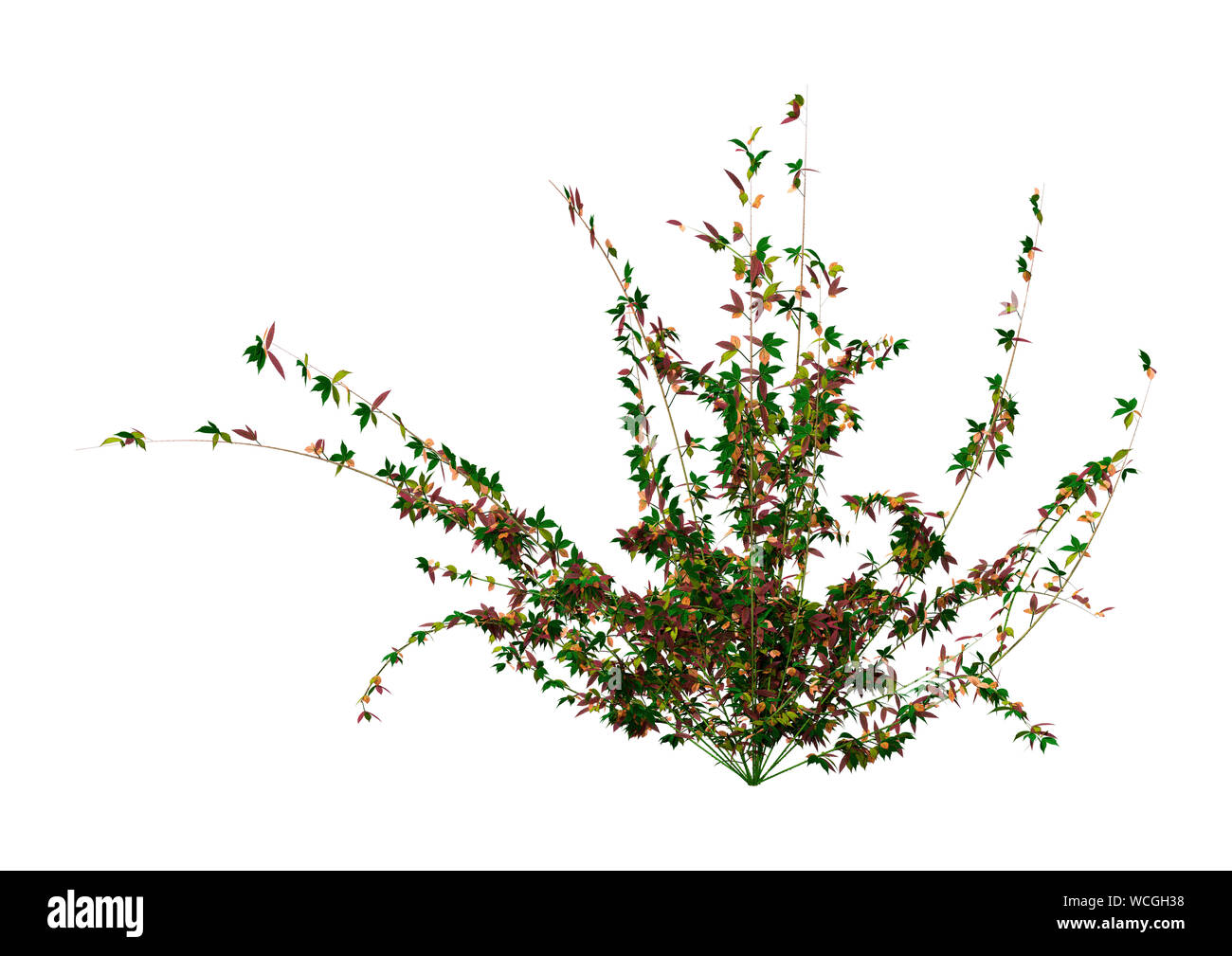 3D rendering of a bramble plant isolated on white background Stock ...