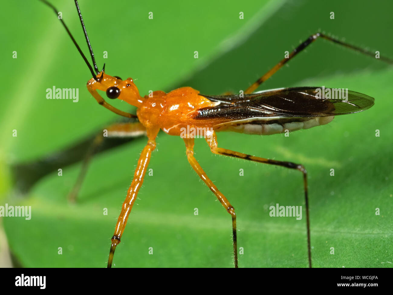 Macro Photography of Orange Assassin Bug on Green Leaf Stock Photo - Alamy