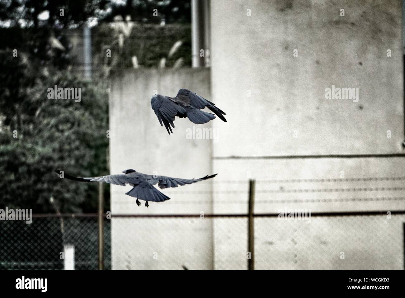 Urban crows hi-res stock photography and images - Alamy