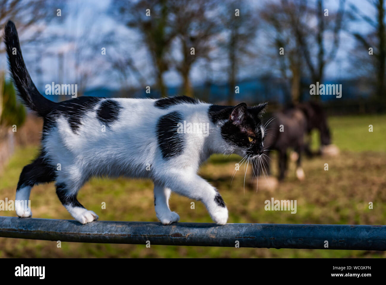 View Of Cat Balancing On Railing Stock Photo - Alamy