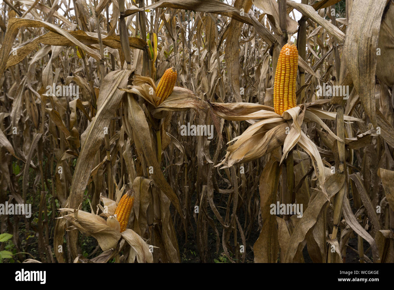 Corn crops farm hi-res stock photography and images - Alamy