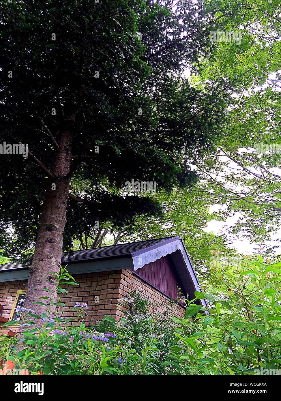 House surrounded trees hi-res stock photography and images - Alamy