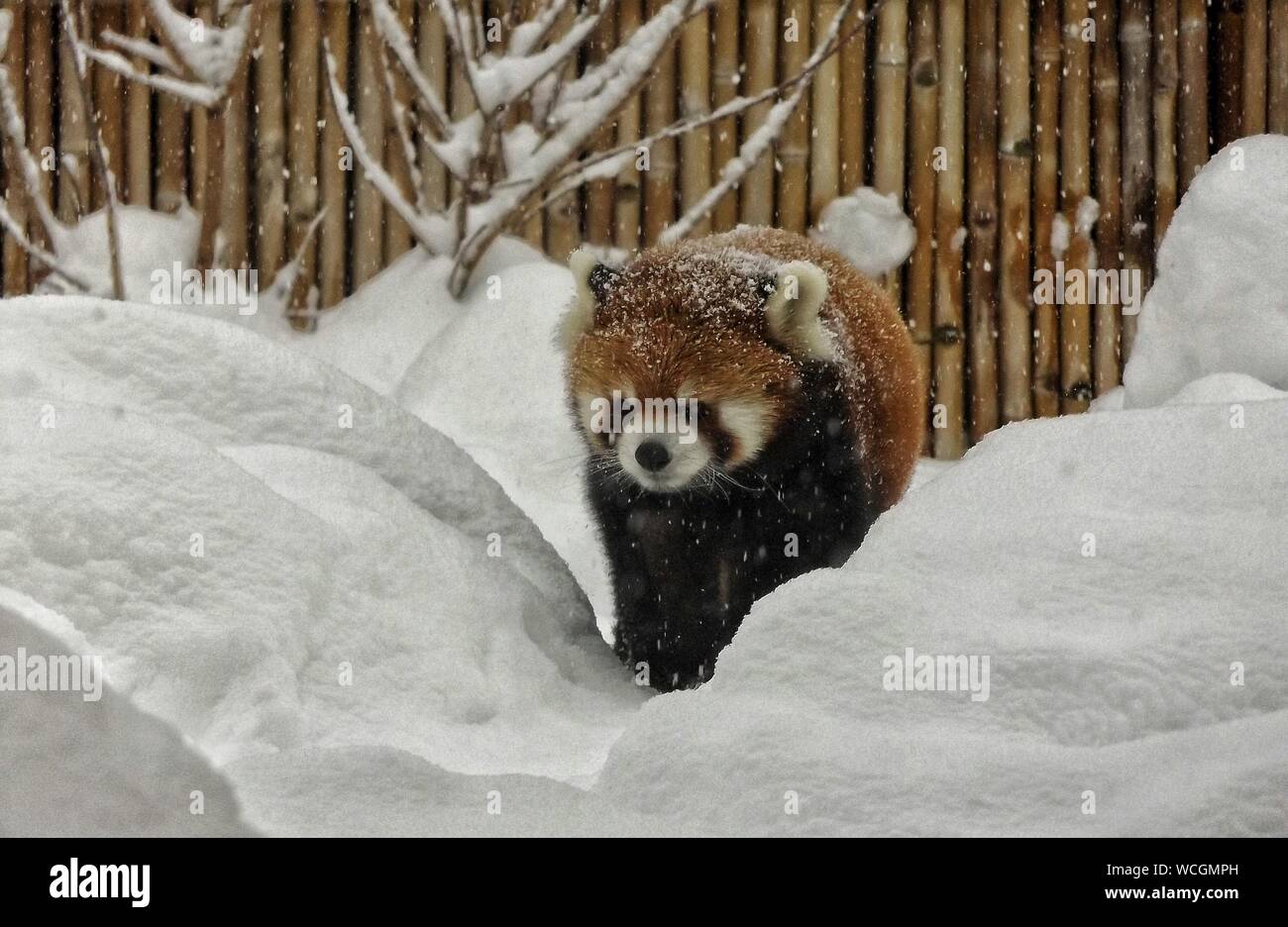 Panda snow hi-res stock photography and images - Alamy