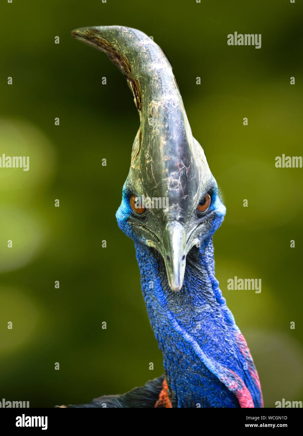 Cassowary Eye High Resolution Stock Photography and Images - Alamy
