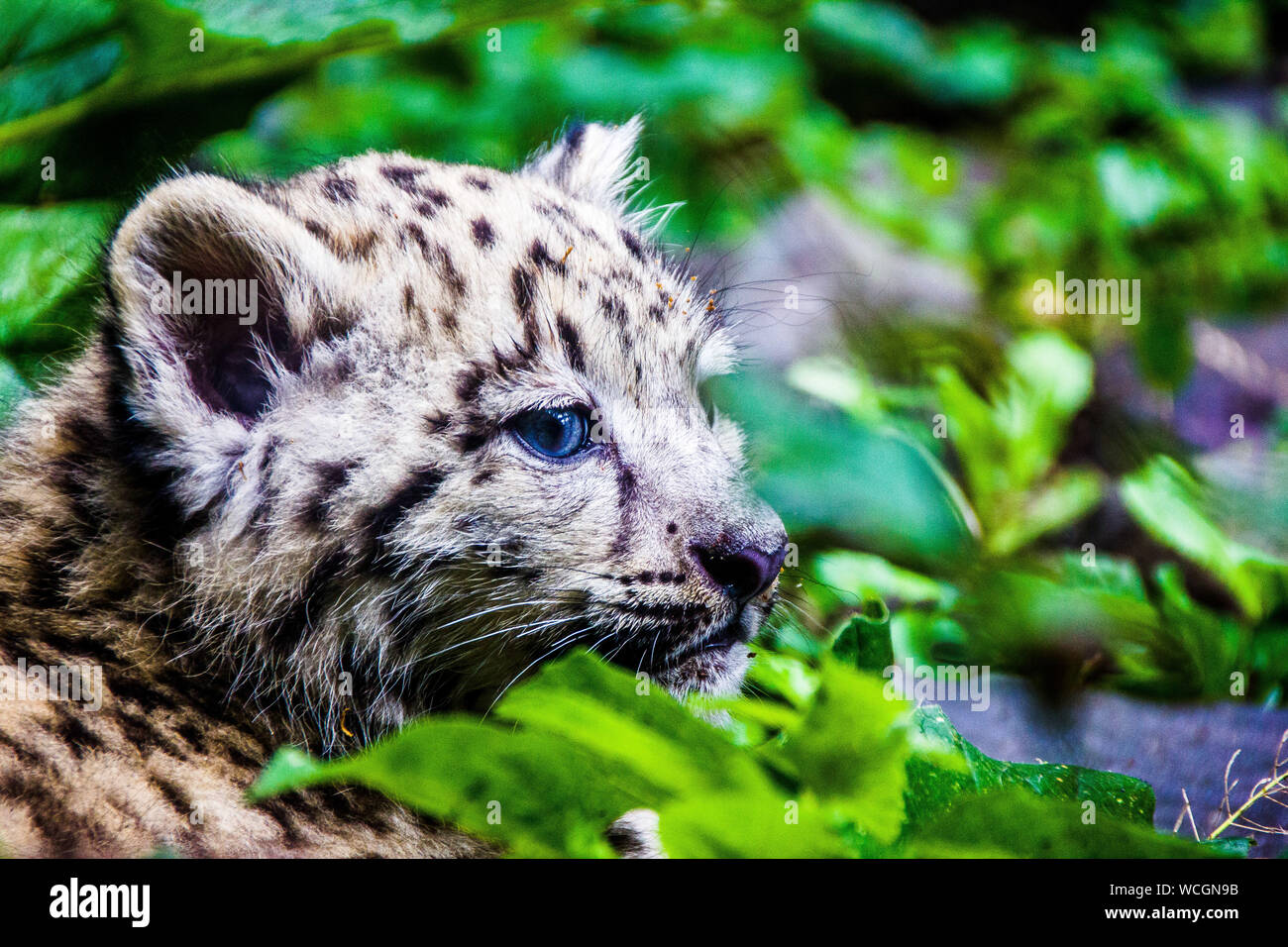 Snow leopard cub in the snow hi-res stock photography and images - Alamy