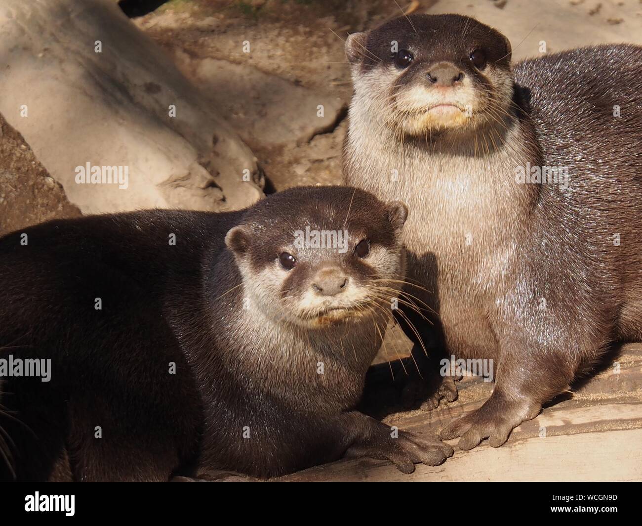 Ouwehands Zoo High Resolution Stock Photography and Images - Alamy