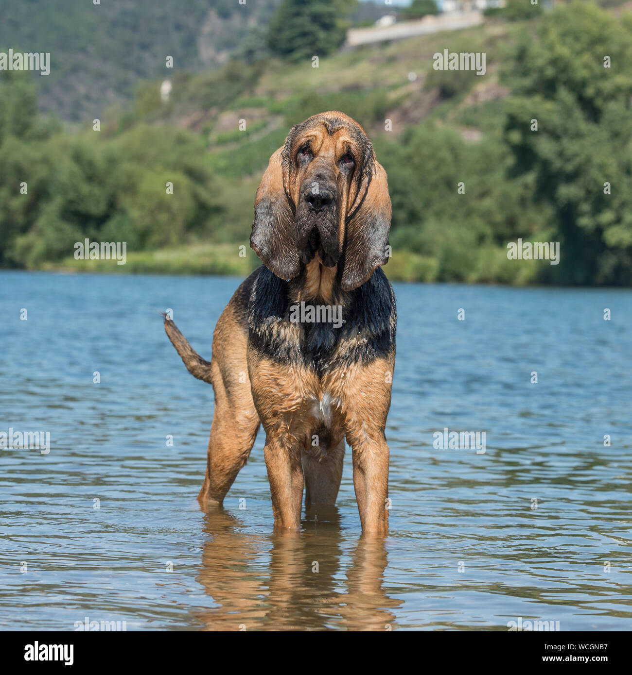 Bloodhound swimming hi-res stock photography and images - Alamy