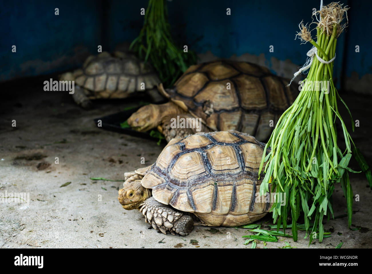 Galapagos tortoise. Big turtle. The concept of animals in the zoo Stock ...