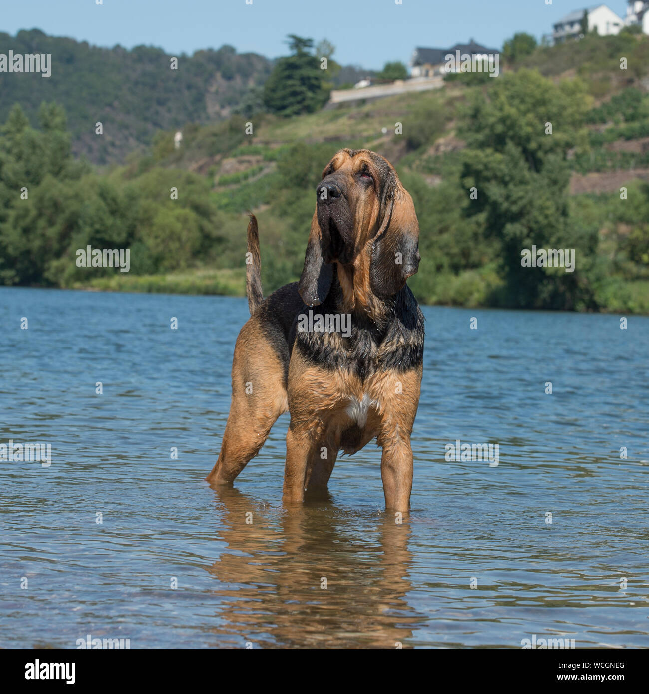Bloodhound swimming hi-res stock photography and images - Alamy