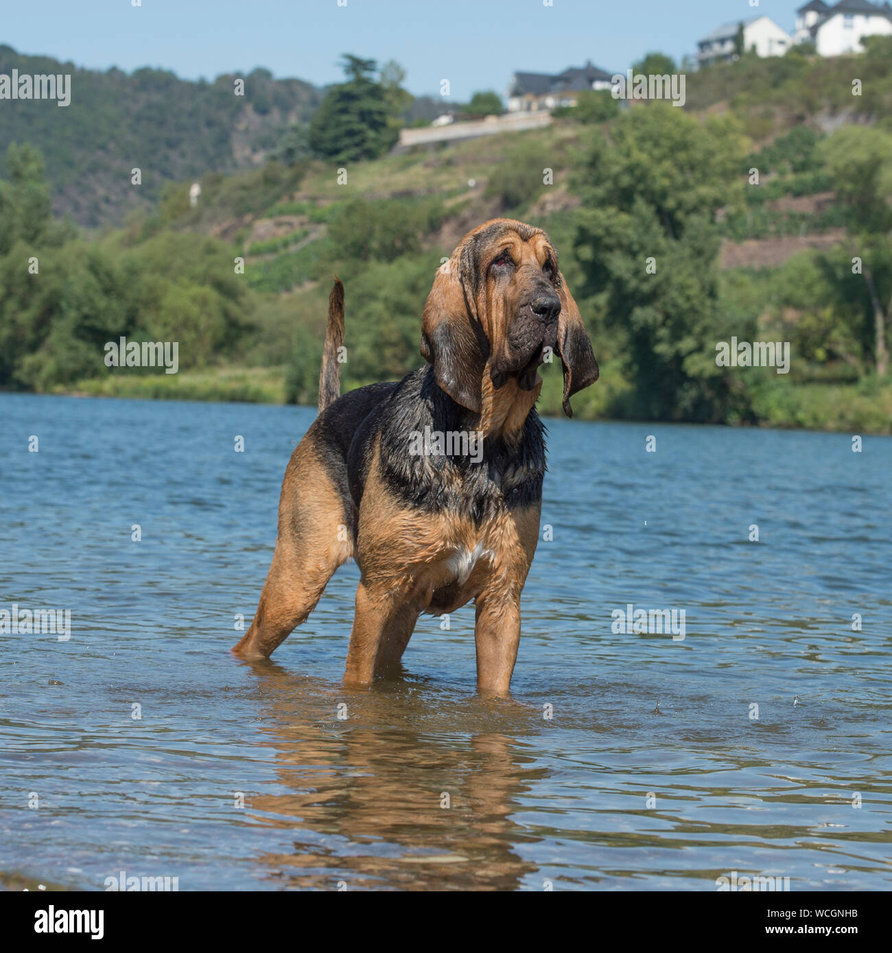 Bloodhound full body hi-res stock photography and images - Alamy