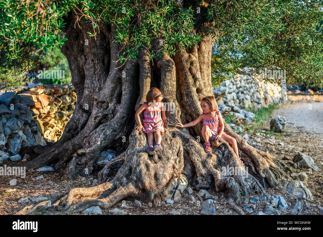Twin Trunk Tree High Resolution Stock Photography and Images - Alamy