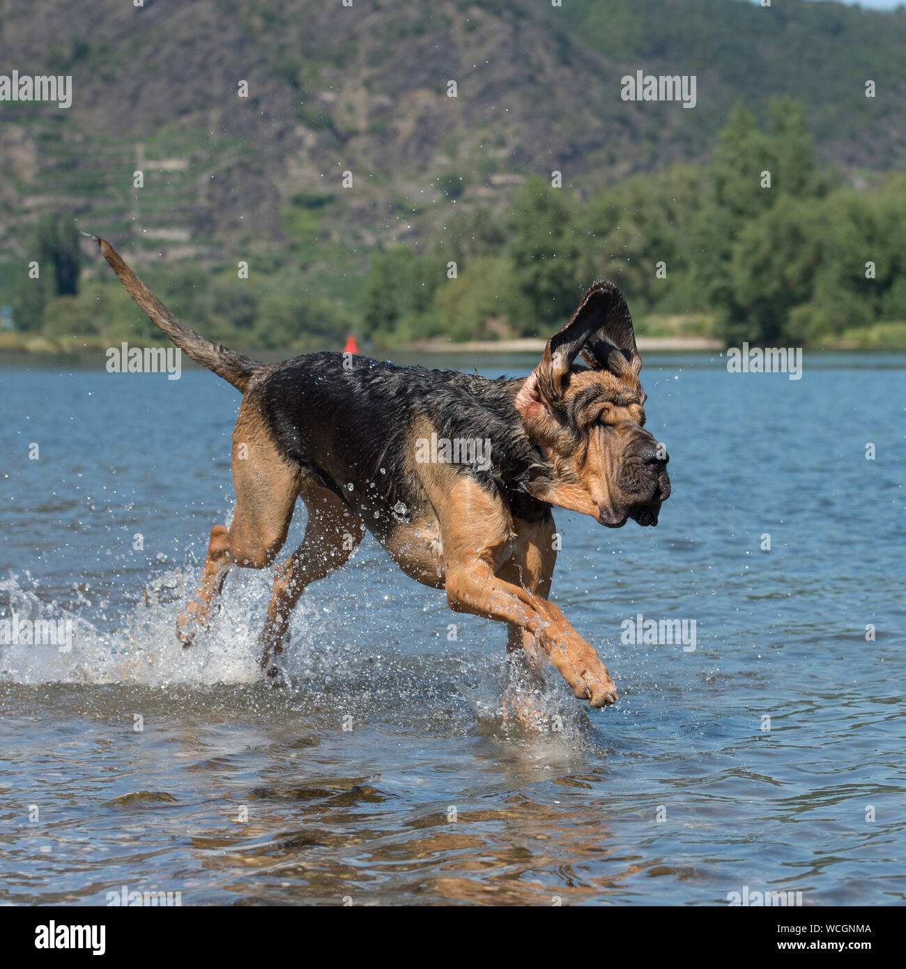Bloodhound swimming hi-res stock photography and images - Alamy