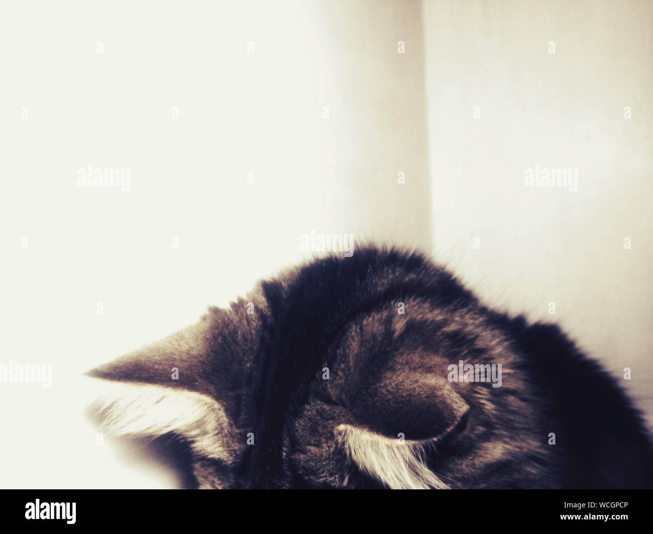 Cat ears hi-res stock photography and images - Alamy