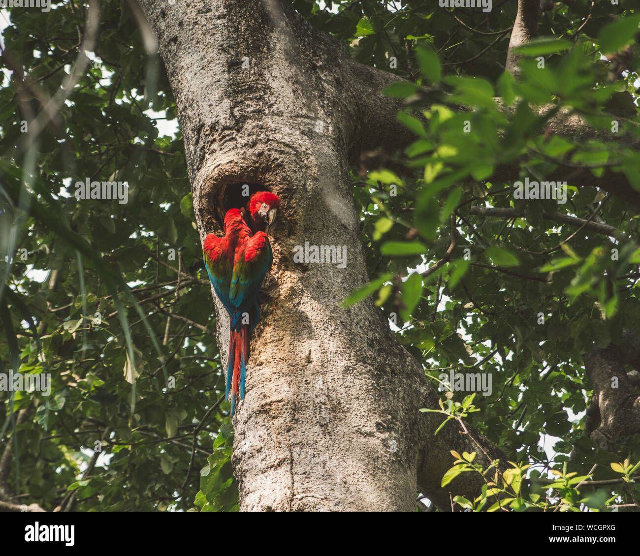 Parrot hole tree hi-res stock photography and images - Alamy