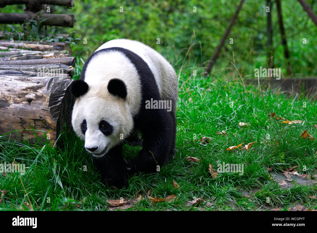 Panda walking grass hi-res stock photography and images - Alamy