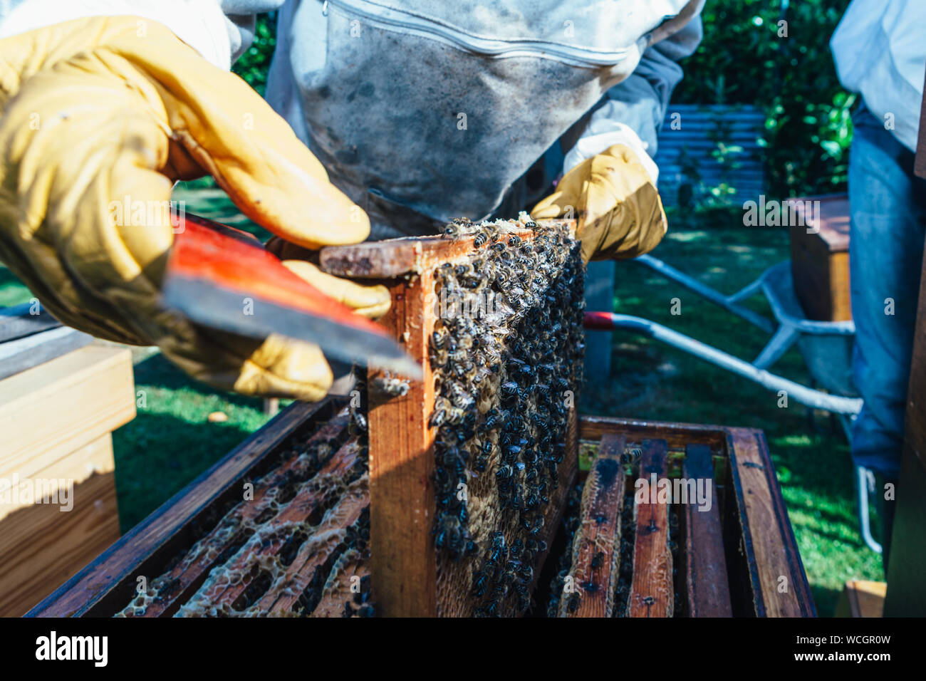 Man bees hi-res stock photography and images - Alamy