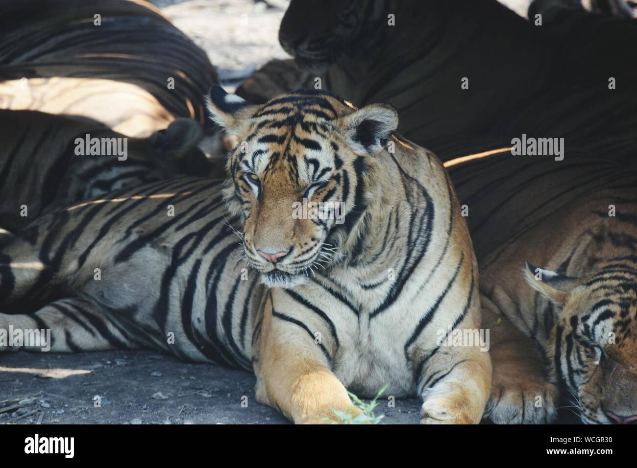 Group of tigers hi-res stock photography and images - Alamy