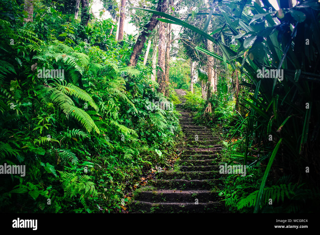 Ladder tree forest rainforest hi-res stock photography and images - Alamy
