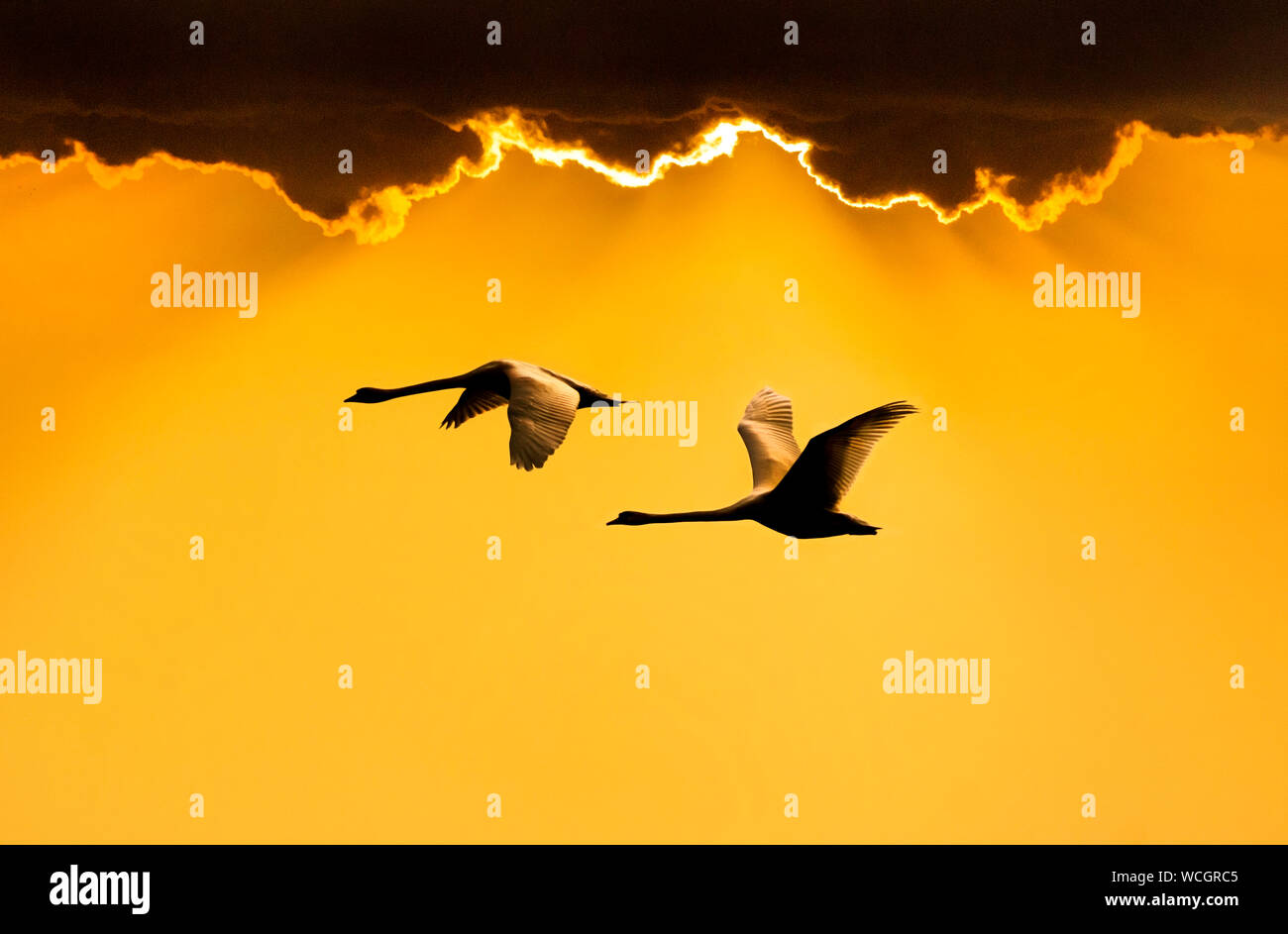 Adrian swan hi-res stock photography and images - Alamy