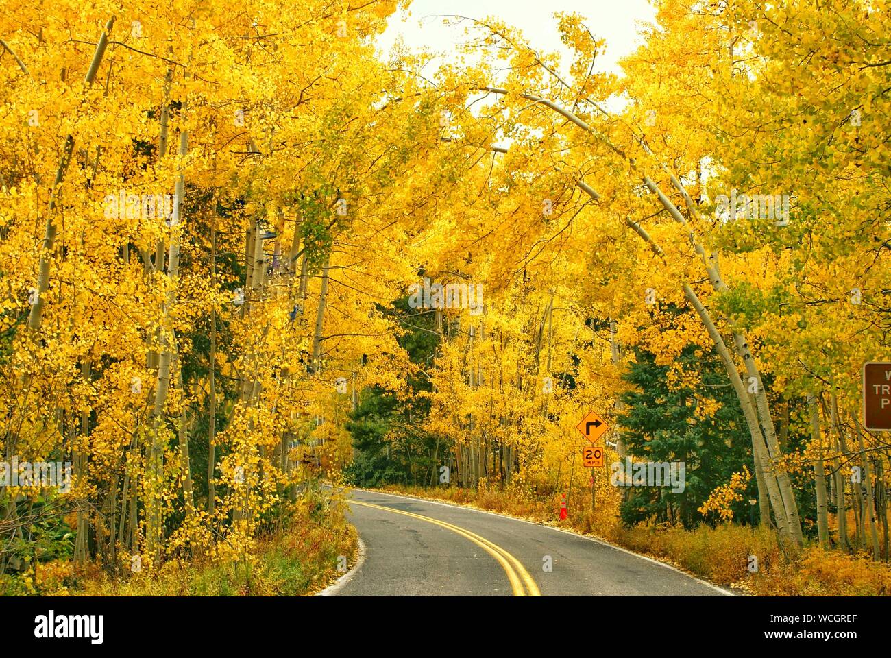 Autumn trees line road hi-res stock photography and images - Alamy
