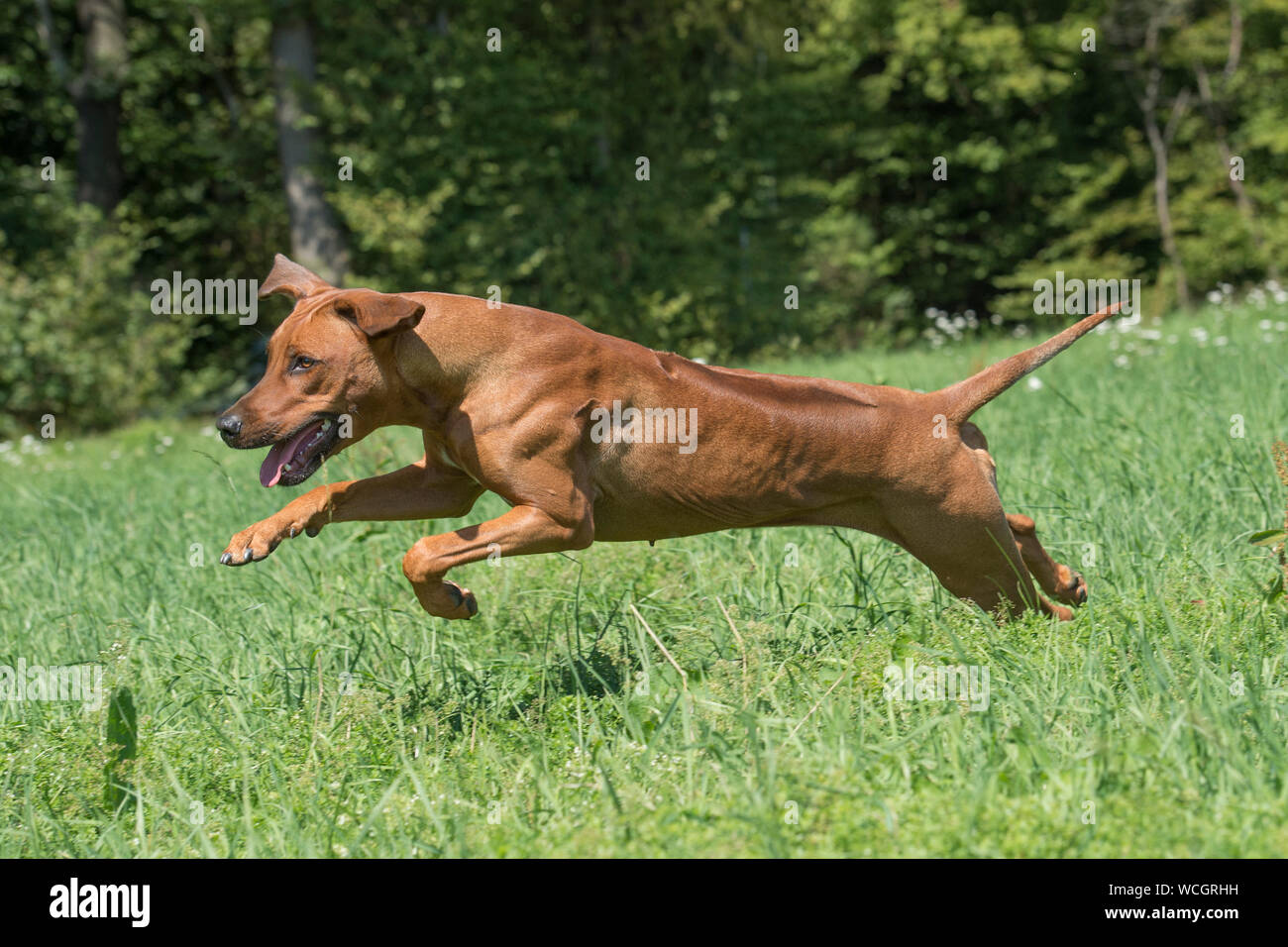 Rhodesian ridgeback lion hi-res stock photography and images - Alamy