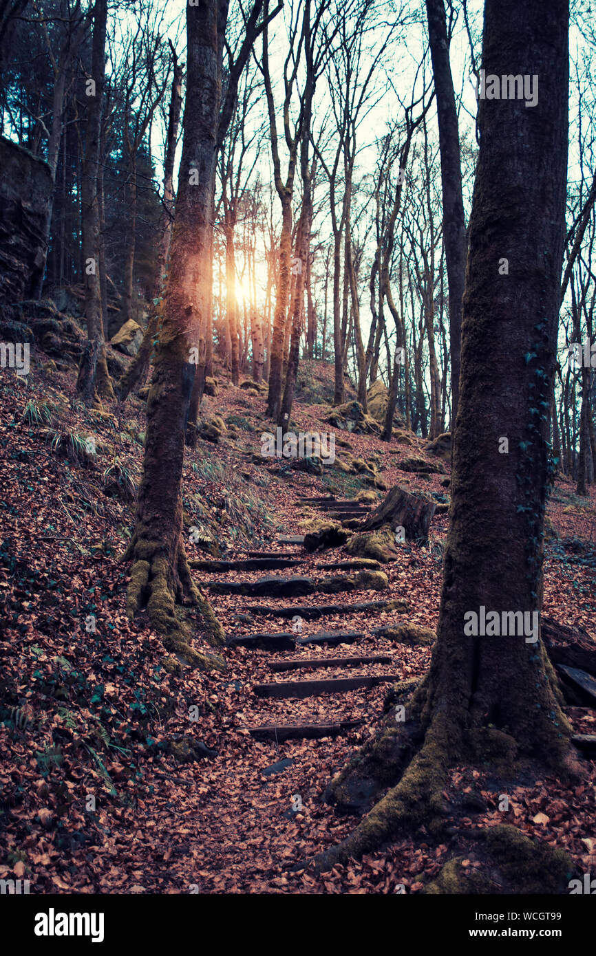 Steps In Forest Stock Photo - Alamy