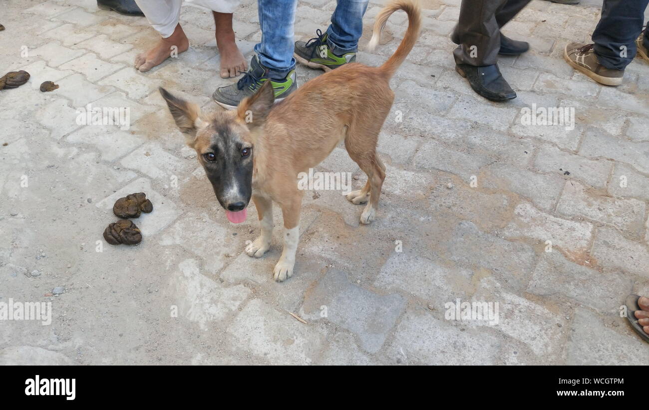 Men And Dog High Resolution Stock Photography and Images - Alamy