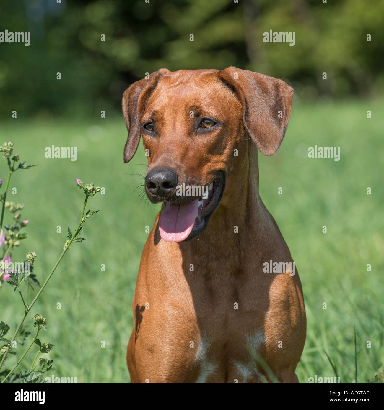 Rhodesian Ridgeback High Resolution Stock Photography and Images - Alamy