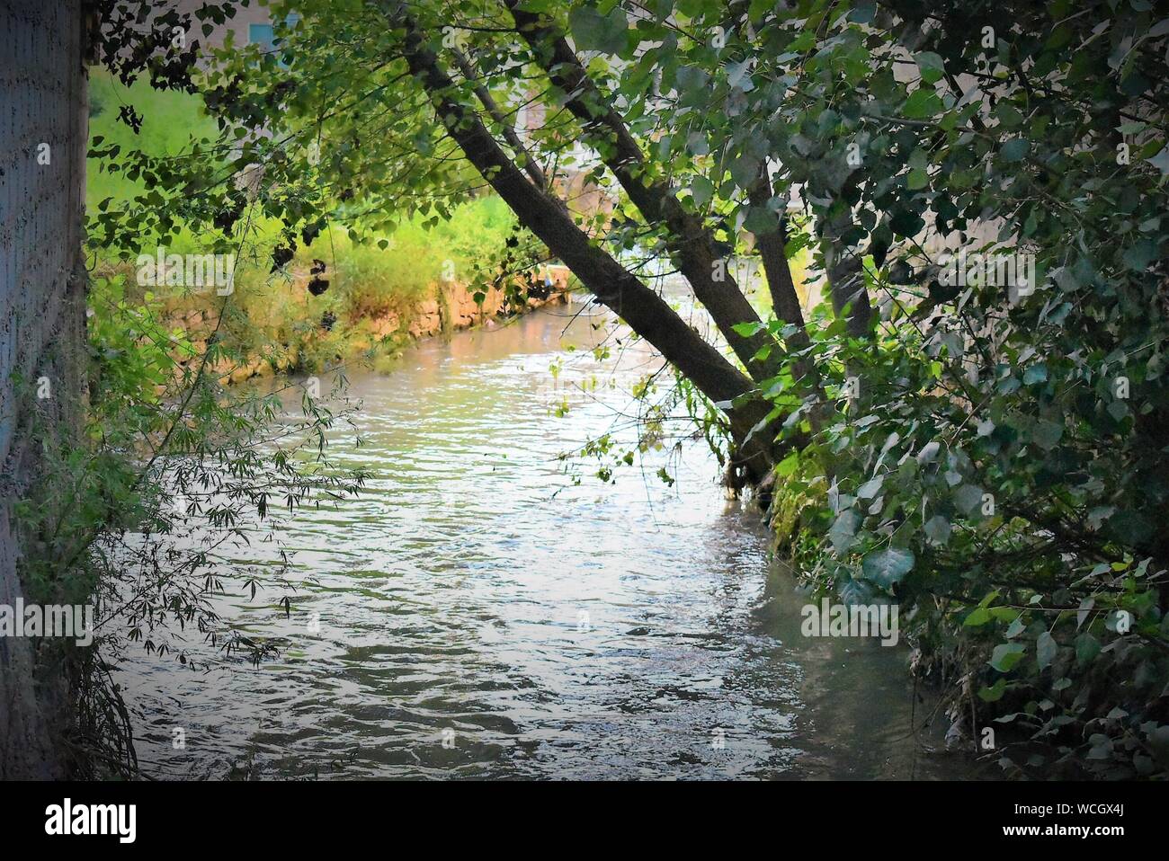 Canal plants hi-res stock photography and images - Alamy