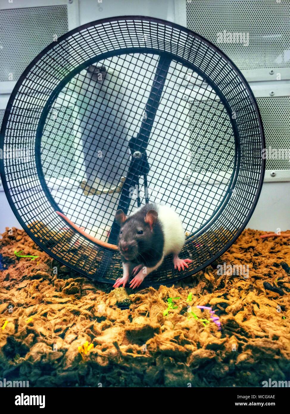 Wheel animals hi-res stock photography and images - Alamy