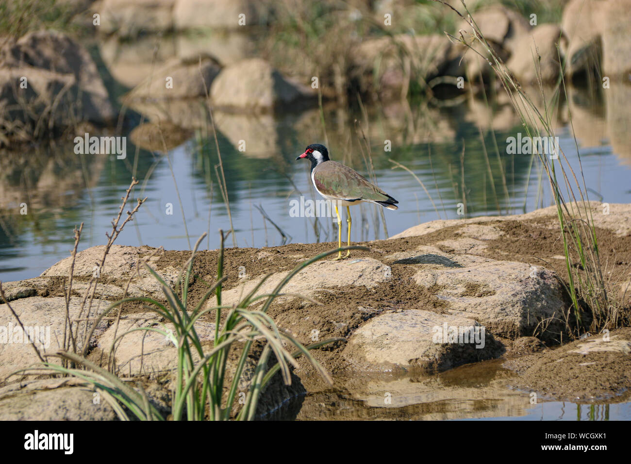 Red Wattled Lapwing High Resolution Stock Photography and Images - Alamy