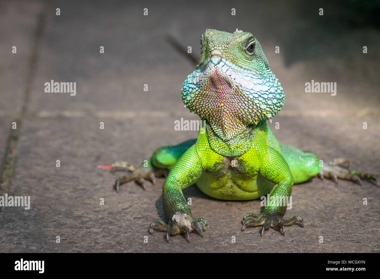 Friendly Lizard High Resolution Stock Photography and Images - Alamy