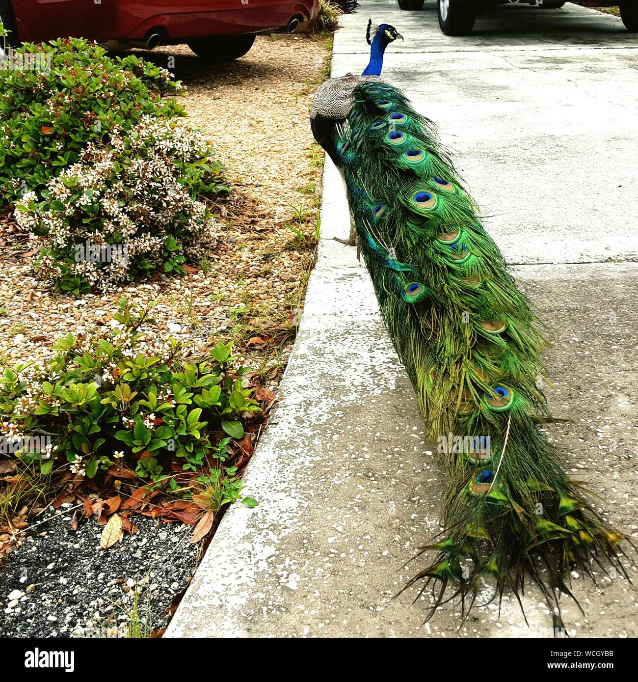 Rear view peacock hi-res stock photography and images - Alamy