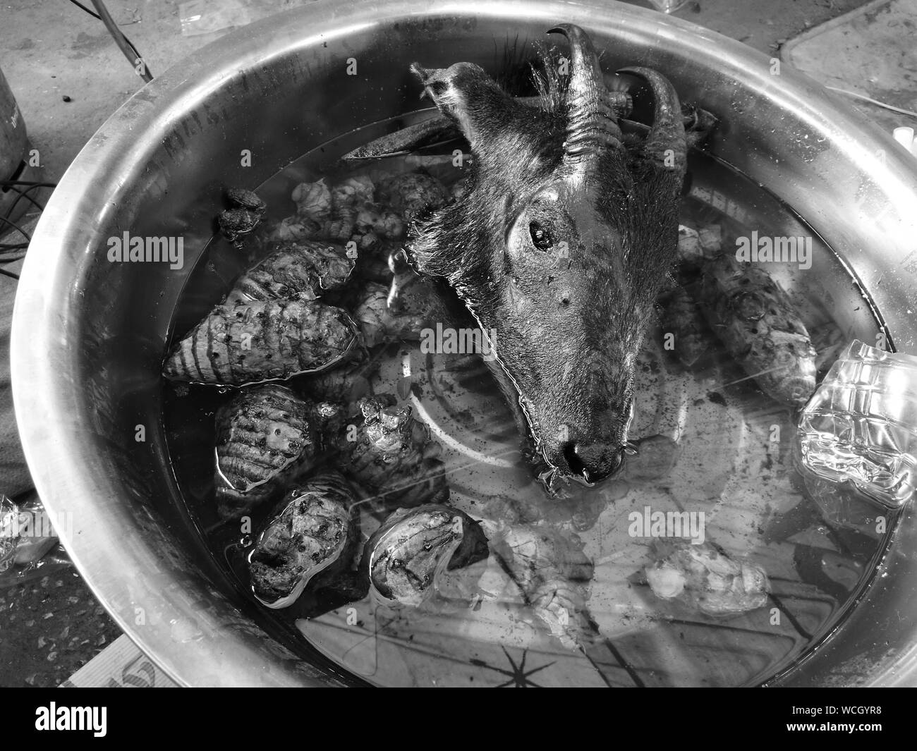 Water goat hi-res stock photography and images - Alamy